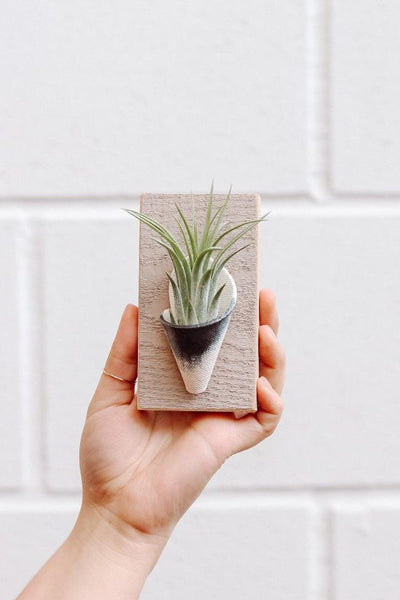Planters - Carter + Rose